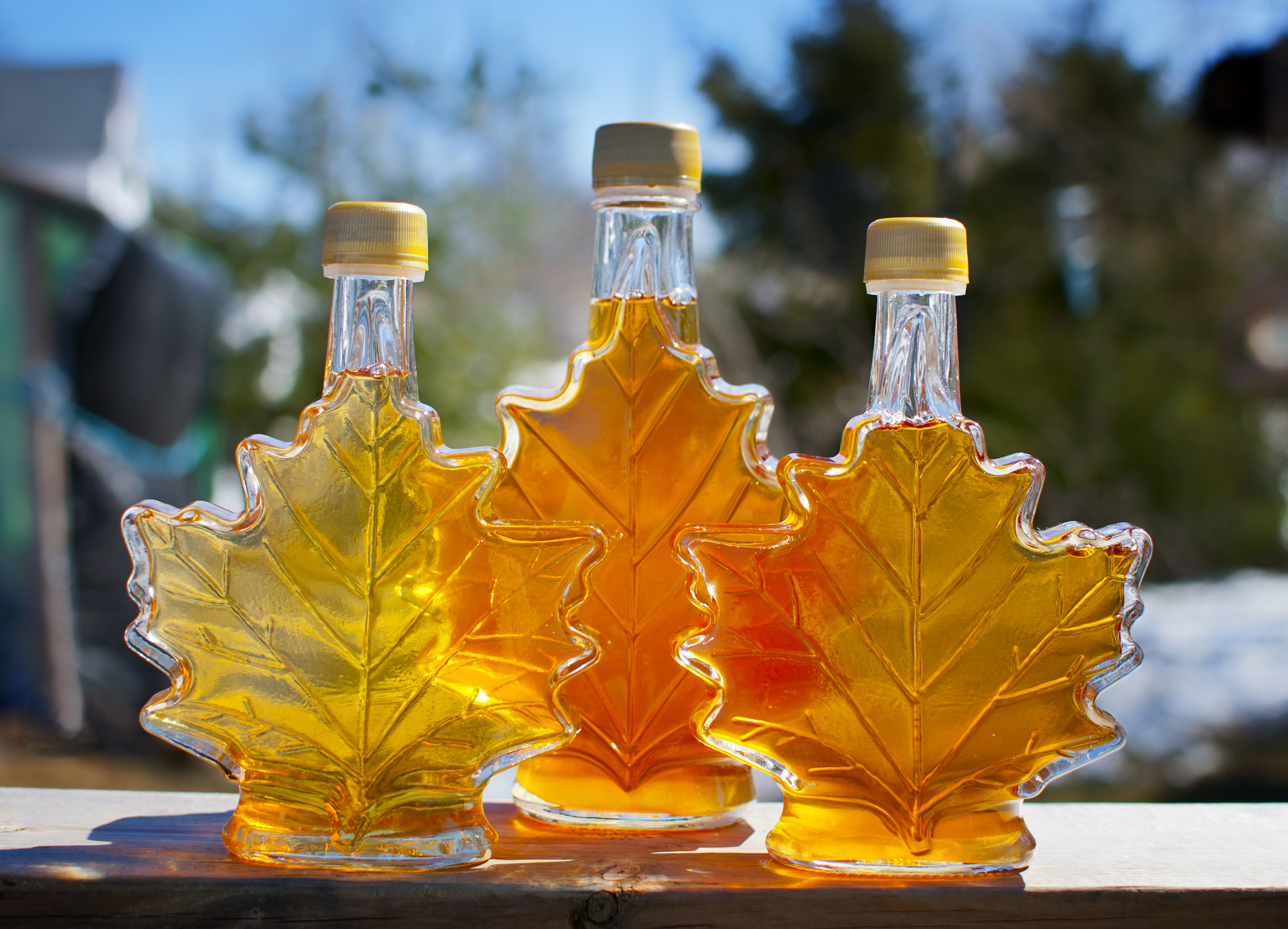 NEW! Maple Sugaring & Syrup Tasting Event | Howard County