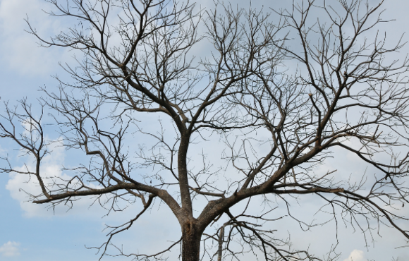 Howard County Recreation & Parks to Remove Dead Ash Trees Along Dorsey ...