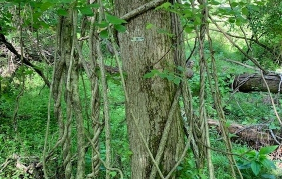 Tree Savers (16 yrs +) | Howard County