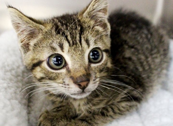 Animal Control | Howard County