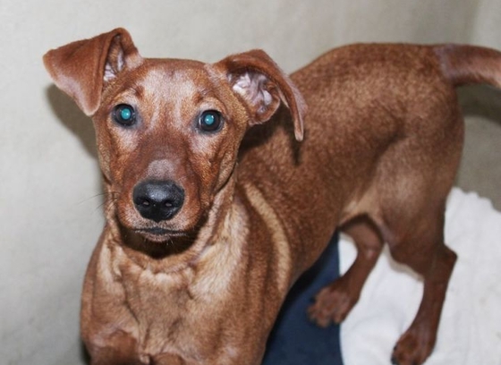 Animal Control | Howard County