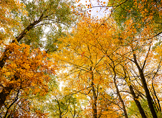 Forestry | Howard County