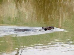 Natural Resources & Park Rangers | Howard County